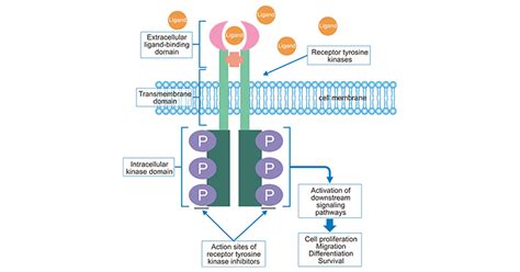 Tyrosine Kinase Receptor Insulin