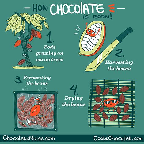 What Are Nibs In The Chocolate Making Process