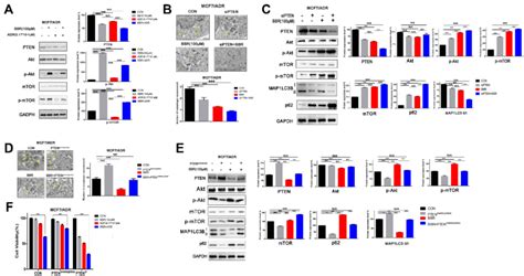 Berberine Bbr Inhibits Autophagy And Reverses Doxorubicin Adr