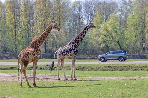 From Paris Thoiry Park Safari And Castle Tour GetYourGuide