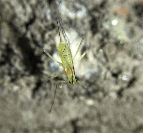 Bug BugGuide Net