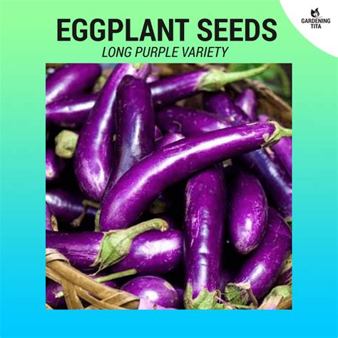 Eggplant Seeds ~105 Pcs Gardening Tita