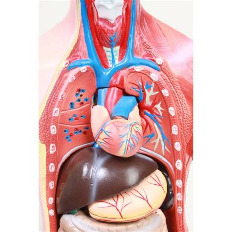 Modèle de torse anatomique science anatomie humaine