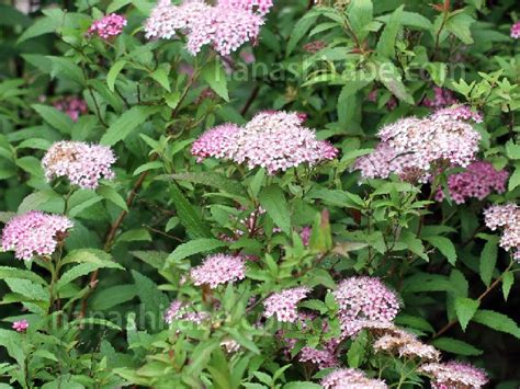 シモツケ 花しらべ 花図鑑