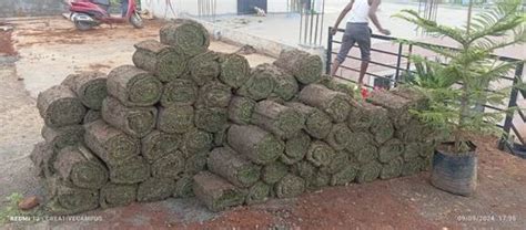 Green Natural Korean Grass For Garden 6 Feet At ₹ 9sq Ft In Pune