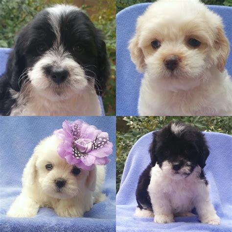 Shih Tzu Shihpoo And Maltipoo Puppies For Sale Las Vegas Nv