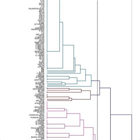 Dendrogram Showing Clustering Of 131 Garlic Genotypes Constructed Using