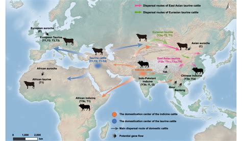 Domestication And Main Migration Routes Of Bos Taurus And Bos Indicus Download Scientific