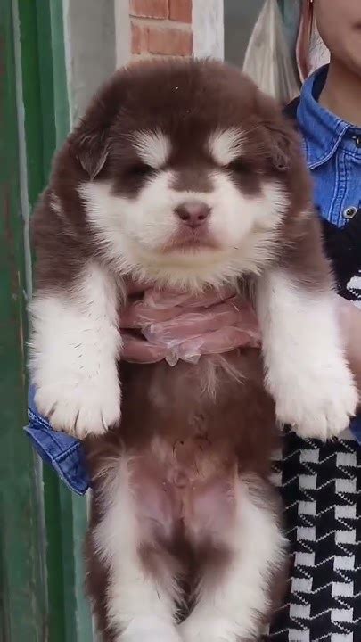 阿拉斯加雪橇犬 Alaskan Malamute Youtube
