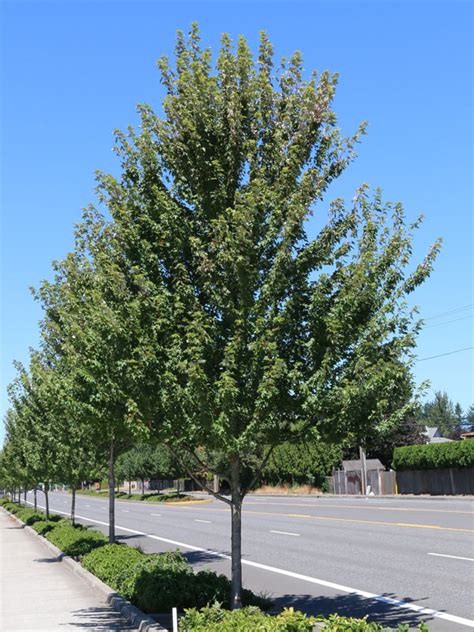 Redpointe® Maple J Frank Schmidt And Son Co