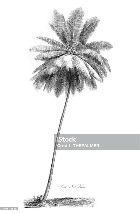 Cocoa Nut Palm Wood Engravings 1884 Stock Illustration Download Image