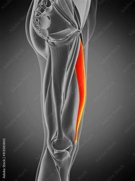 D Rendered Medically Accurate Muscle Anatomy Illustration Rectus Femoris Stock Illustration