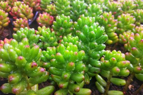 Jelly Bean Plant Care Tips And Tricks