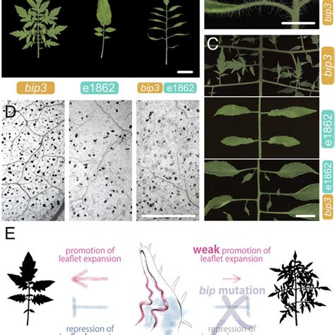 Bipinnata Leaf Phenotypes A Mature Leaf Morphology The 4 Th Leaves