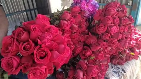 তেহট্ট ১ ভ্যালেন্টাইন ডে তে গোলাপ ফুলের বিক্রি ভালো খুশী তেহট্টের ফুল বিক্রেতারা