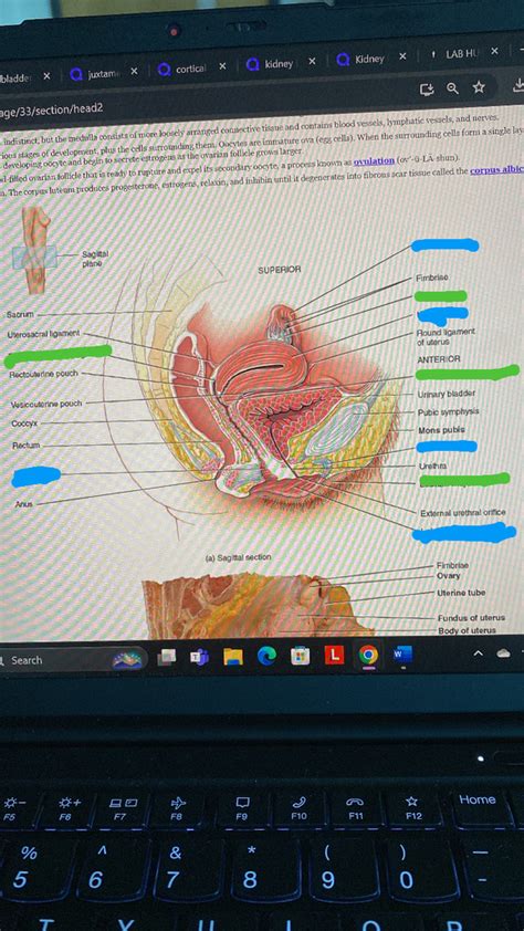 Female Genital Organs Diagram Quizlet