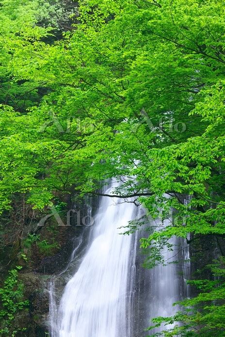 秋田県 新緑の回顧の滝 20365130 の写真素材 アフロ