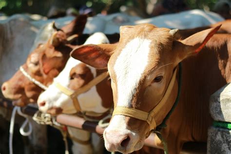 Shio Sapi 24 Februari 2025 Penuh Keberuntungan