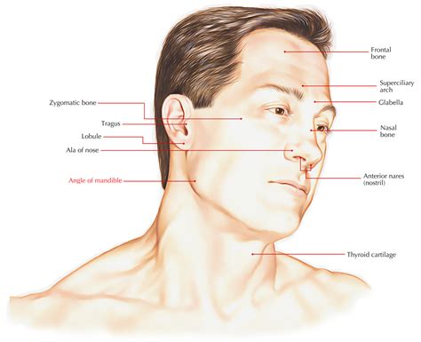 Angle Of Mandible Gonial Angle Mandibular Angle Earths Lab