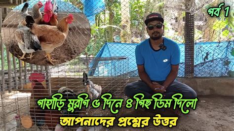 পাহাড়ি মুরগি ৫ দিনে ৪ পিছ ডিম দিলো আপনাদের প্রশ্নের উত্তর