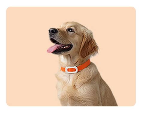 My Dog Walking Sideways Understanding Causes Treatments And Prevention