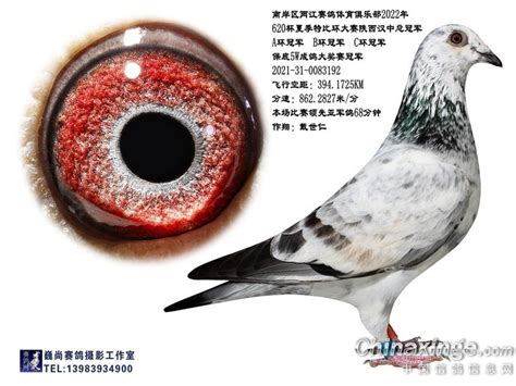 重庆两江赛鸽体育俱乐部2022年620夏赛汉中入赏鸽 中国信鸽信息网相册