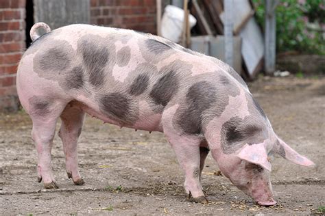 Pietrain British Pig Association