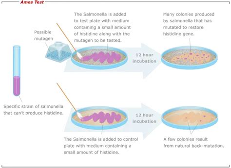 Entero Test String Test Principle Procedure And
