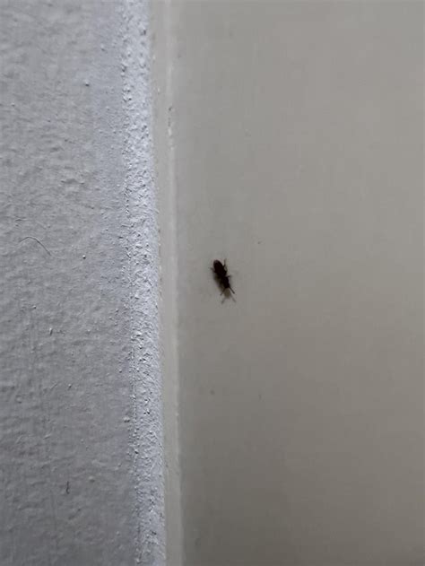 Help How To Get Rid Of Flour Beetles Rpestcontrol