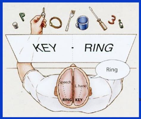 Psychology Midterm Flashcards Quizlet