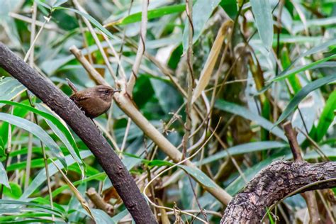 ミソサザイ 2018 01 16 日本の野鳥識別図鑑