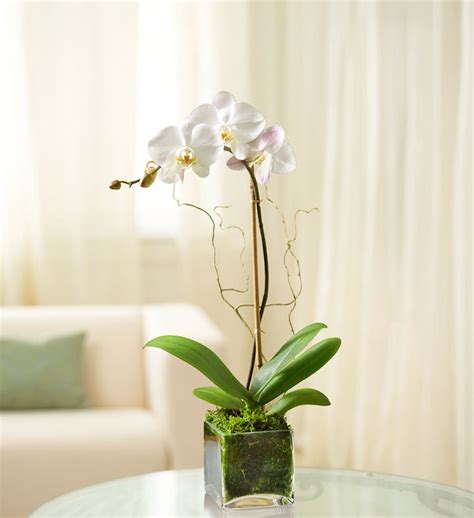 Same Day Plants And Next Day Plants 1800flowers