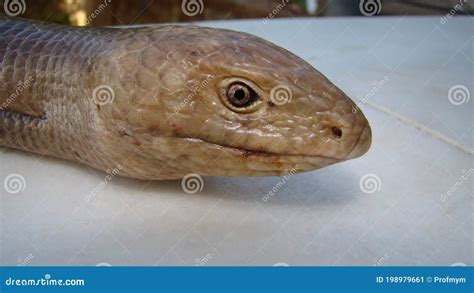 Legless Lizard Close Up Of Head Of Sheltopusik Scheltopusik Or