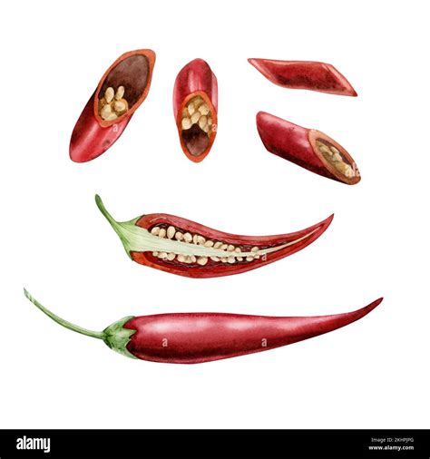 Red Hot Chilli Peppers Watercolor Illustration For Postcards Stickers