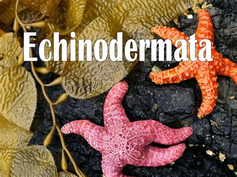 Echinodermata Classes