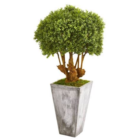 51 In Boxwood Topiary Tree In Cement Planter Indooroutdoor 1 Kroger