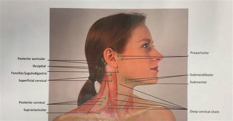 Diagram Of Lymph Nodes Quizlet