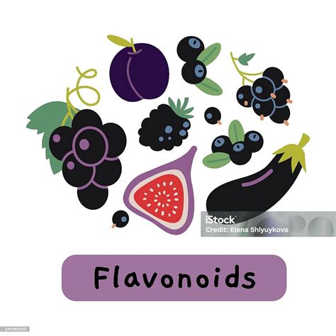 보라색 포도 자두 가지 무화과 및 블루베리를 포함한 플라보노이드 항산화제가 풍부한 과일과 열매 트렌디 한 현대 벡터 일러스트 레이 션은 흰색 손으로 그린 평면 디자인에 고립