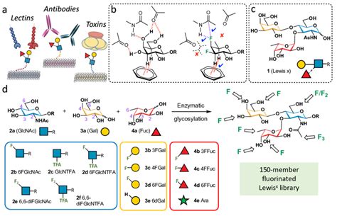 A A Glycan Motif Such As Lewis X On Surface Of Different Cell Types Is Download Scientific