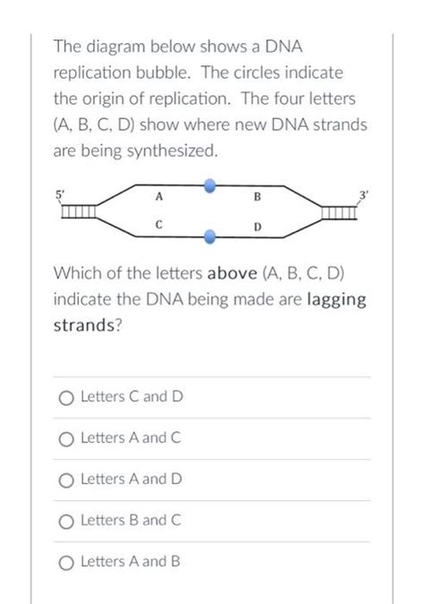 Solved The Diagram Below Shows A Dna Replication Bubble The
