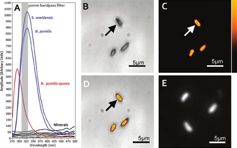 Label Free And Dapi Imaging Of Bacterial Cells On A Freshly Cleaved