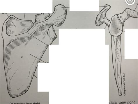 Biol 129 Scapula And Clavicle Diagram Quizlet