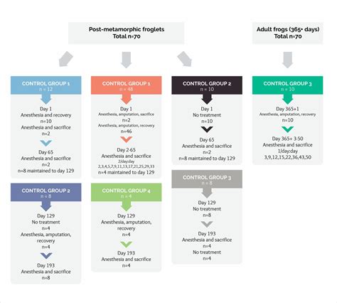 Infographic Chart Ideas