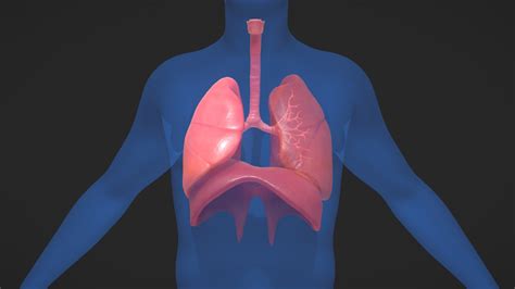 Respiratory System Diagram 3d 3d Animation