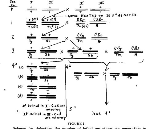 Figure 1 From Autosomal Lethal Mutation Frequencies In Drosophila