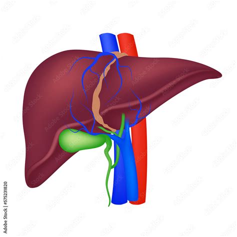 Human Liver Anatomy Structure Hepatic System Gallbladder Organ