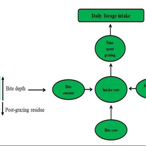 Components Of Ingestive Behavior Hodgson 1990 Dias Silva 2020