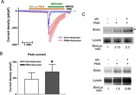 Membrane Fusion Plos One