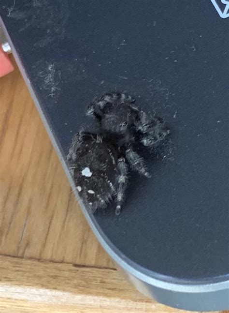 Unidentified Spider In Philadelphia Pennsylvania United States