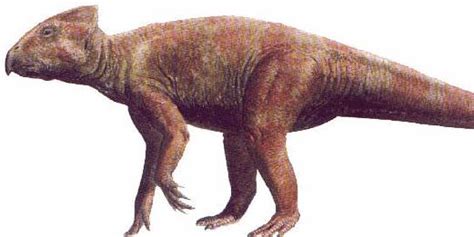 Asiaceratops